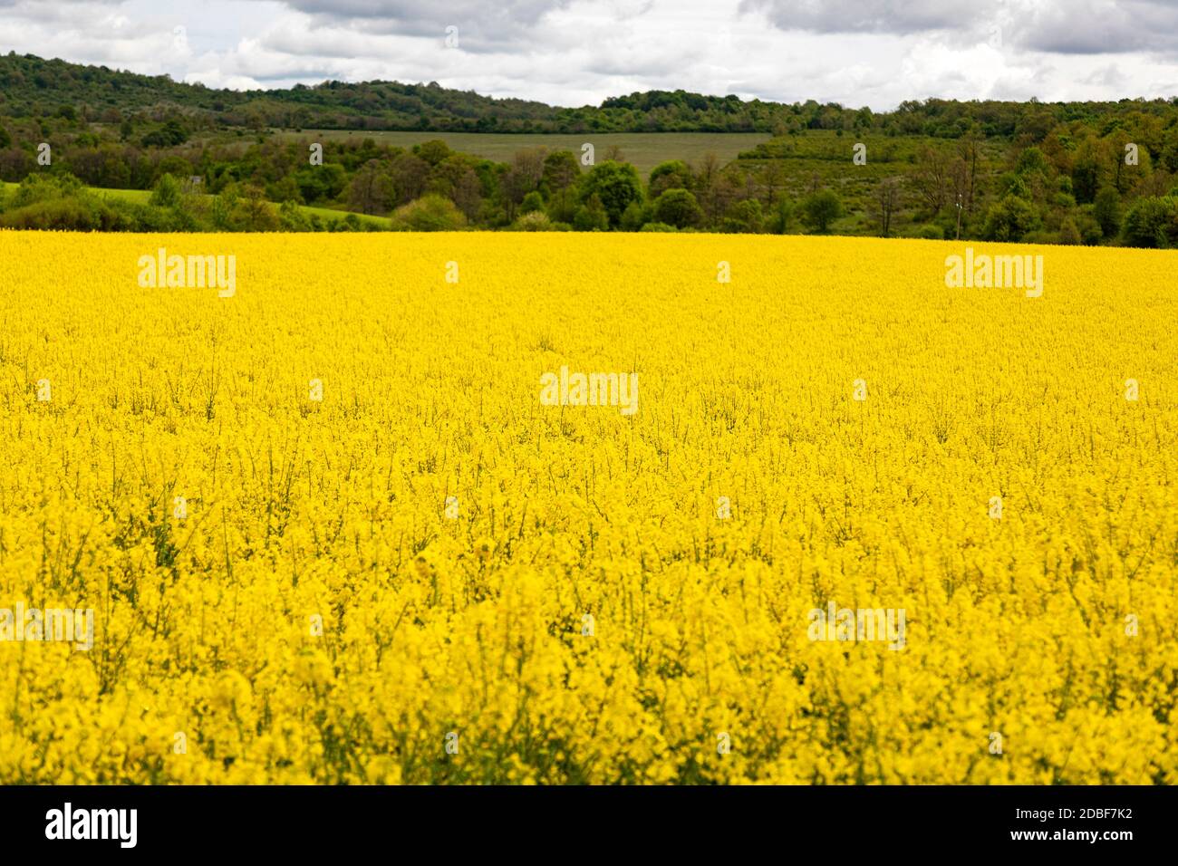 Field of Canola Stock Photo - Alamy