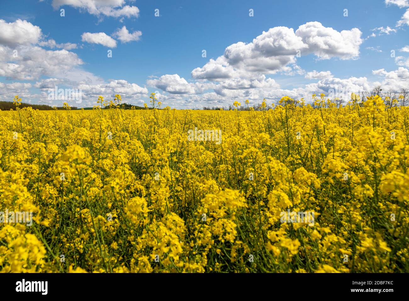 Field of Canola Stock Photo - Alamy