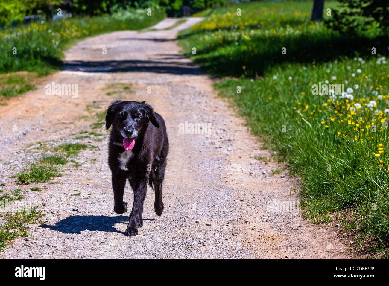 little runaway dog walks in the sund on a stony street in summer Stock ...