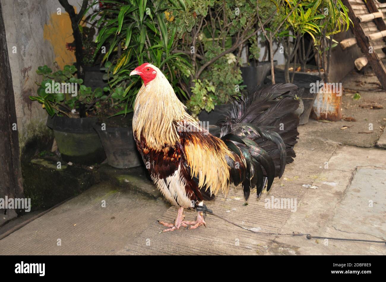 rooster in the philippines Stock Photo - Alamy