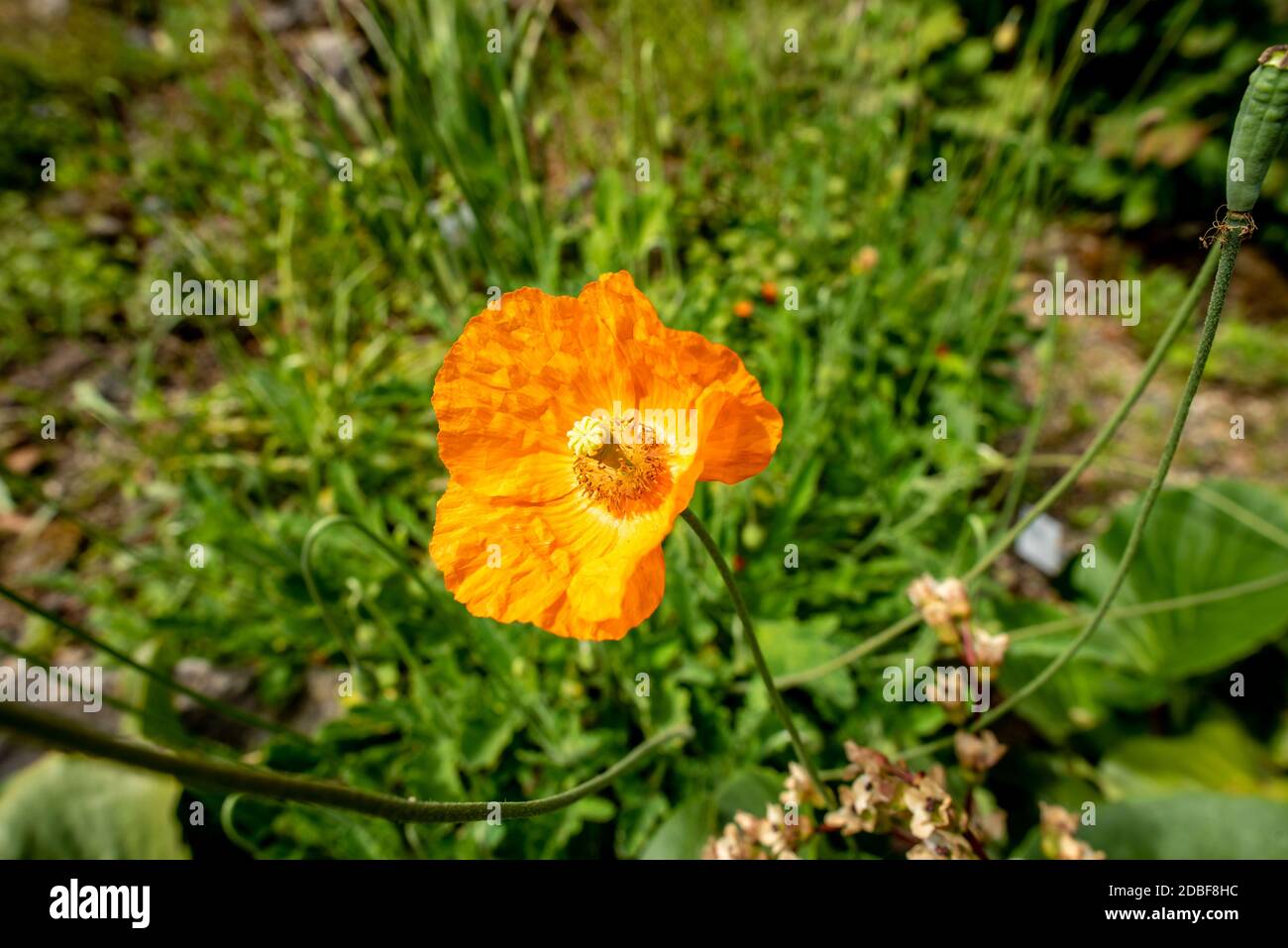 Poppy fruit hi-res stock photography and images - Alamy