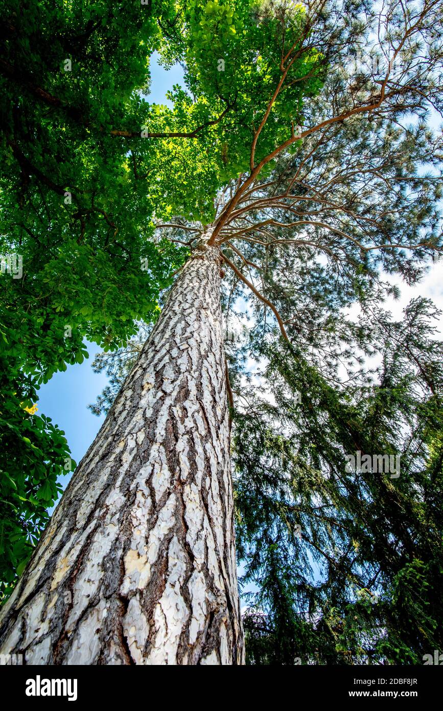 Corsican pine trees hi-res stock photography and images - Alamy