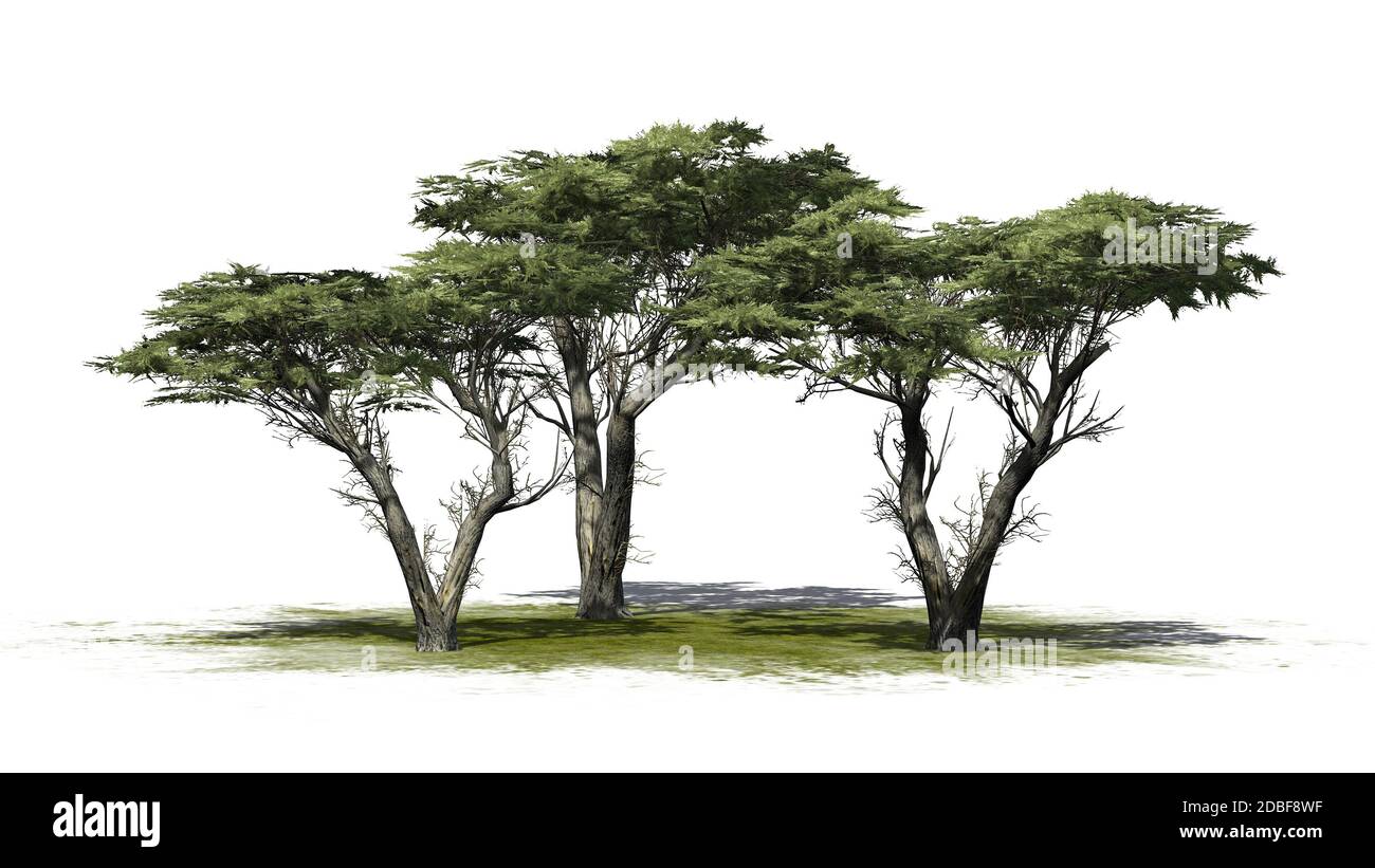 Monterey Cypress tree cluster on white background Stock Photo - Alamy