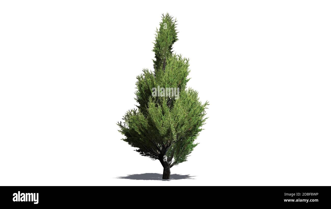 Juniper Tree Drawing