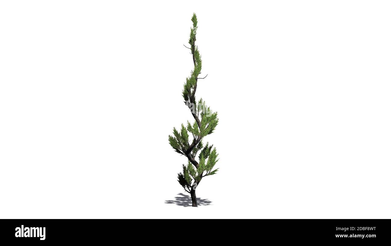 Botanical drawing juniper plant hi-res stock photography and images - Alamy