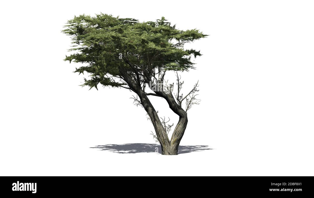 Cypress tree illustration hi-res stock photography and images - Alamy