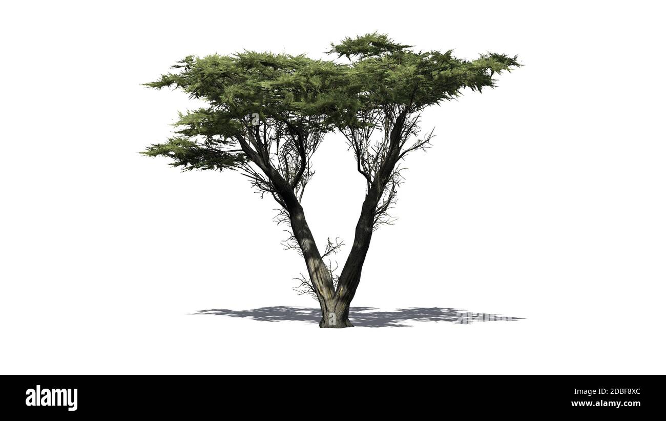 Monterey Cypress tree on white background Stock Photo - Alamy