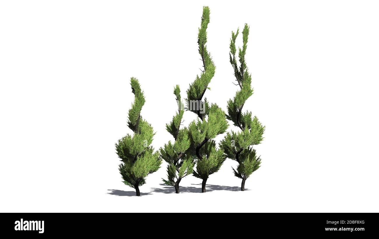 Juniper topiary tree cluster on white background Stock Photo - Alamy