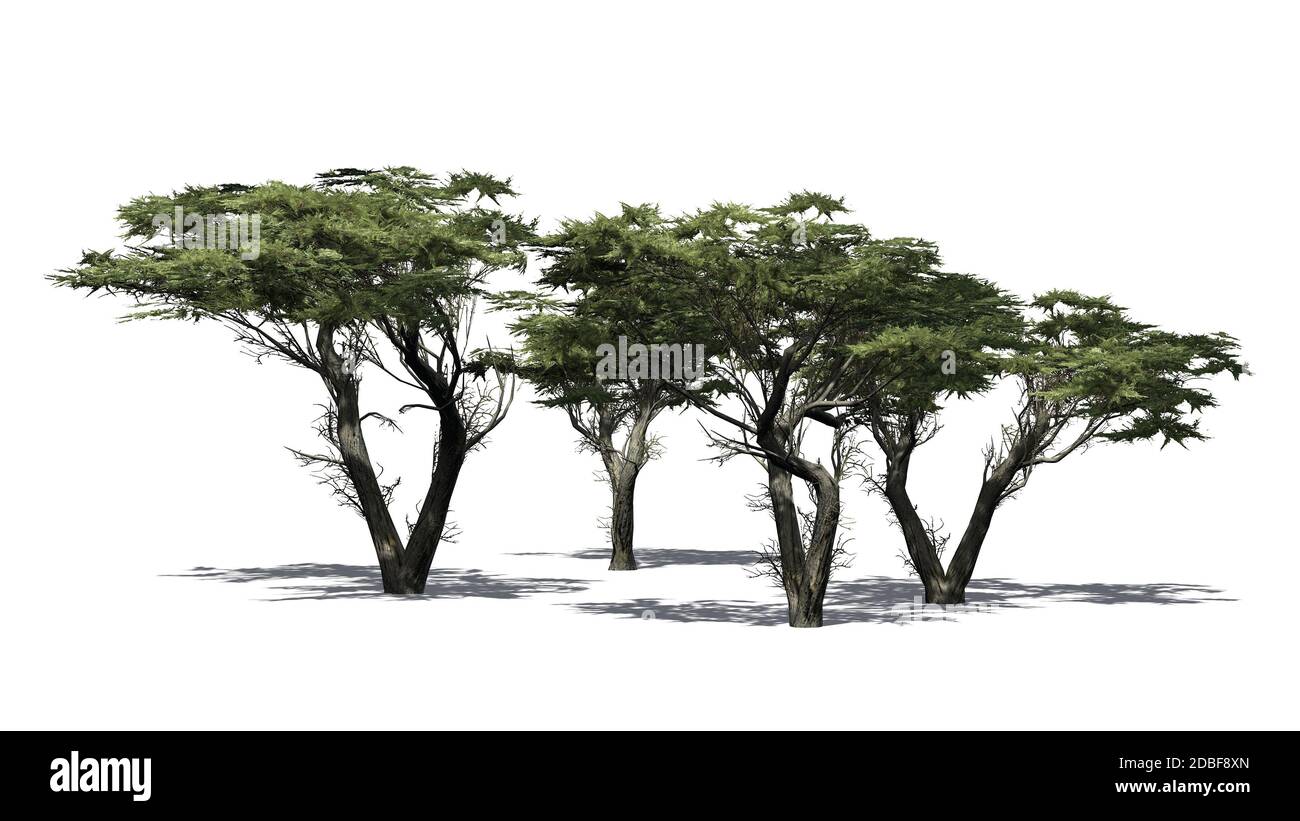 Monterey Cypress tree cluster on white background Stock Photo - Alamy