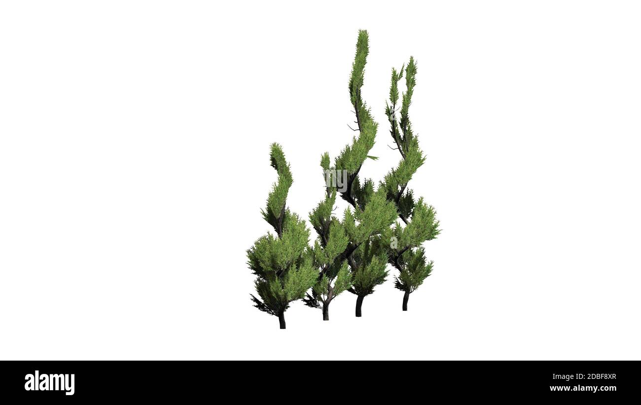 Juniper topiary tree cluster on white background Stock Photo - Alamy