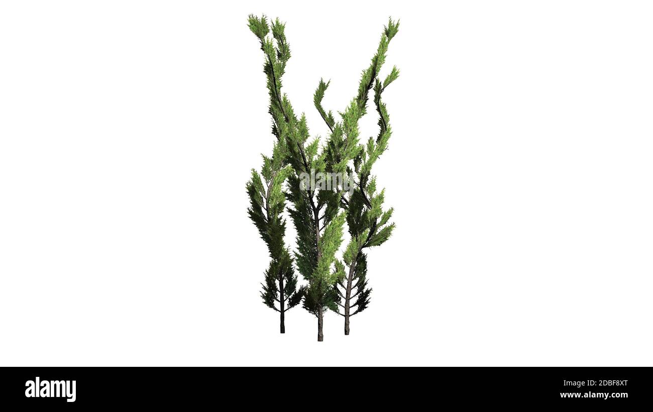 Juniper topiary tree cluster on white background Stock Photo - Alamy