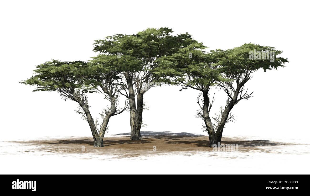 Cypress tree illustration hi-res stock photography and images - Alamy