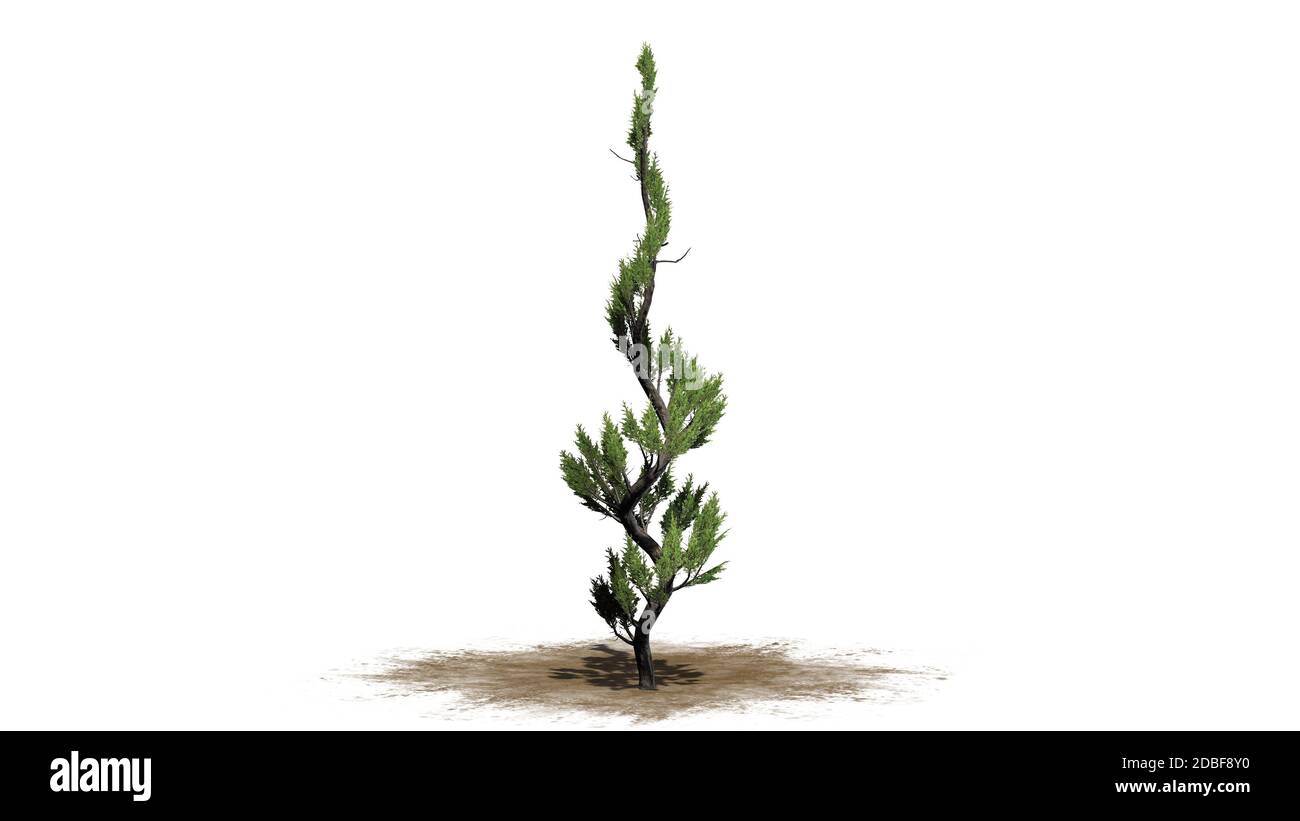 Juniper topiary tree on white background Stock Photo - Alamy