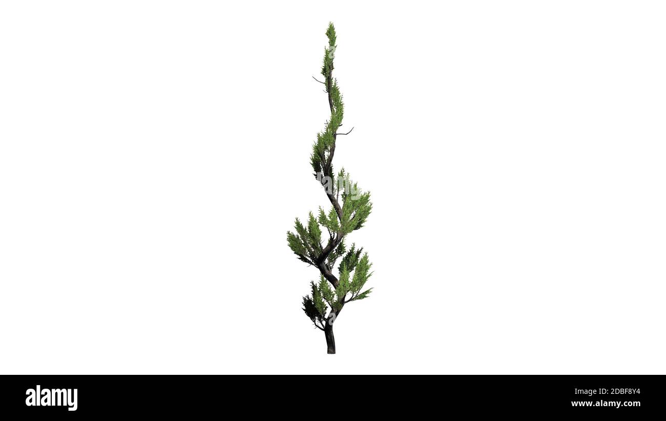Juniper topiary tree on white background Stock Photo - Alamy