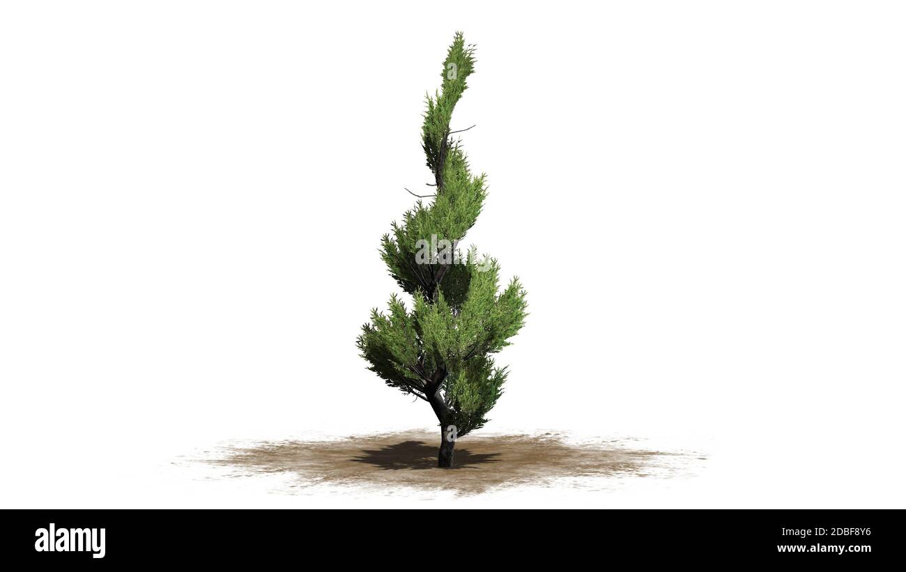 Juniper topiary tree on white background Stock Photo - Alamy