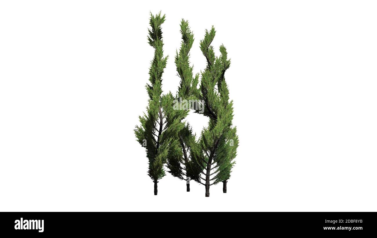 Juniper topiary tree cluster on white background Stock Photo - Alamy
