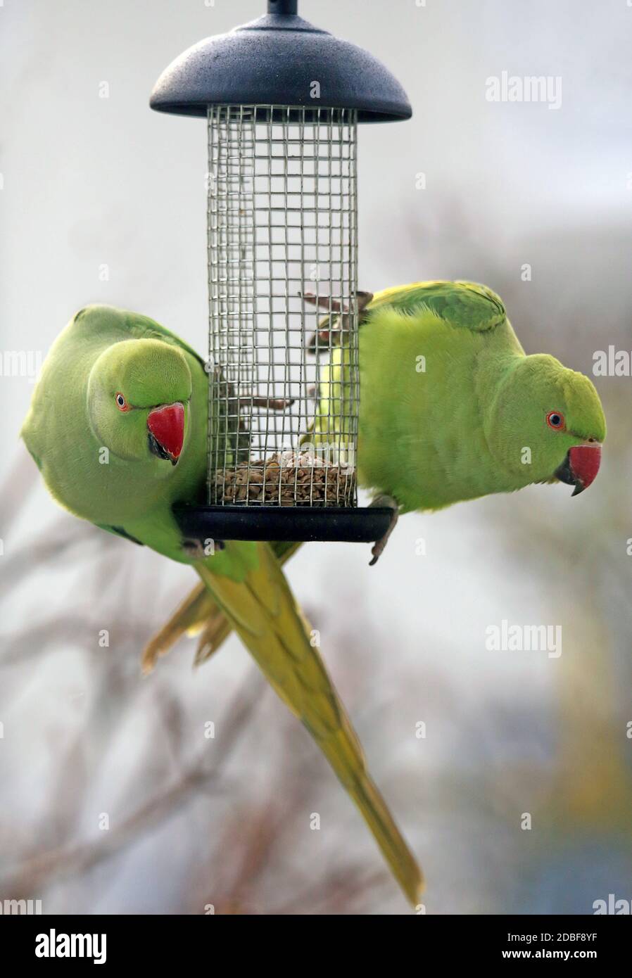 Wild collared parakeets Psittacula krameri at a feeding station in ...