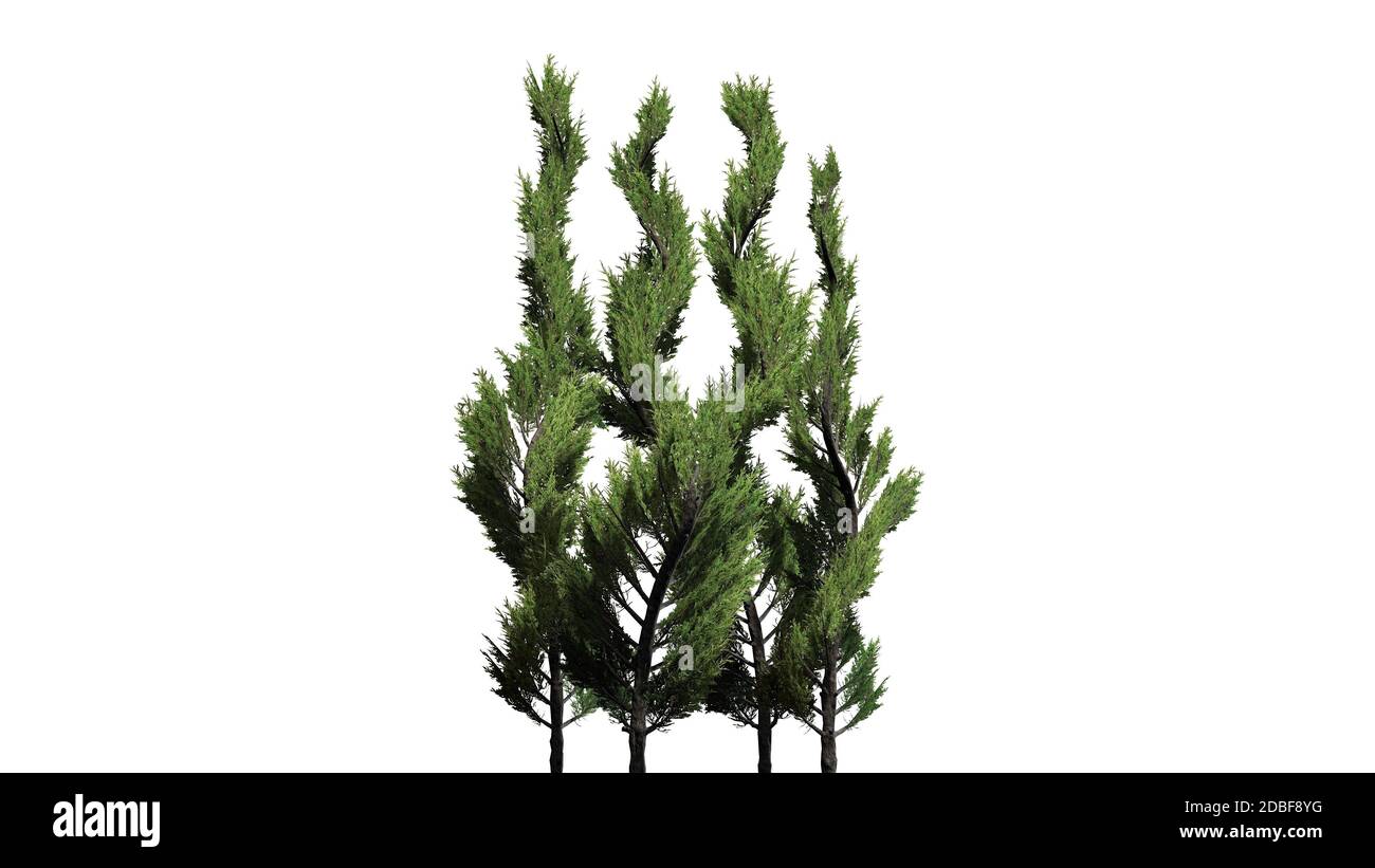 Juniper topiary tree cluster on white background Stock Photo - Alamy