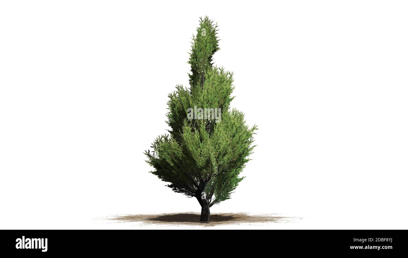 Juniper topiary tree on white background Stock Photo - Alamy