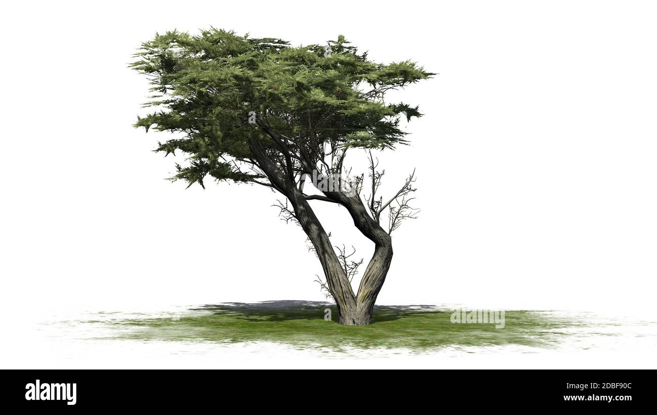 Cypress tree illustration hi-res stock photography and images - Alamy