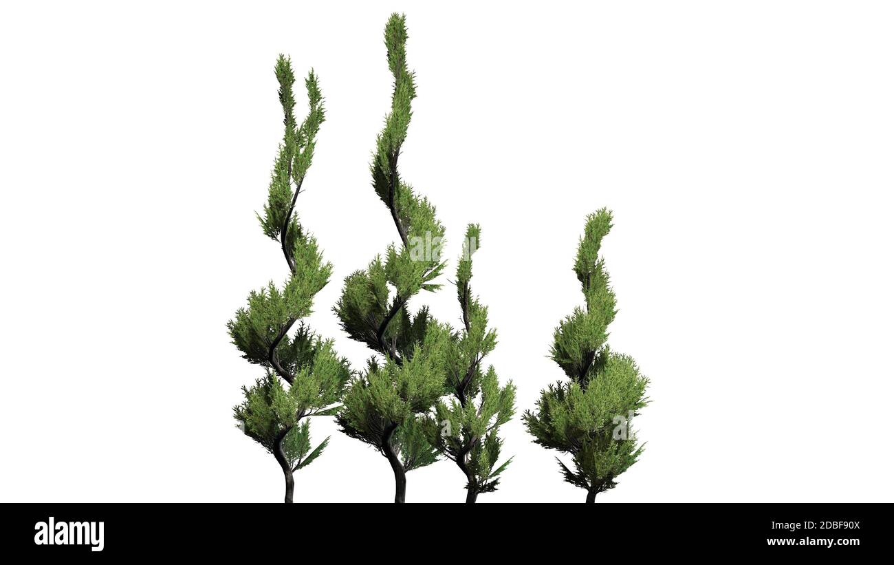 Juniper topiary tree cluster on white background Stock Photo - Alamy