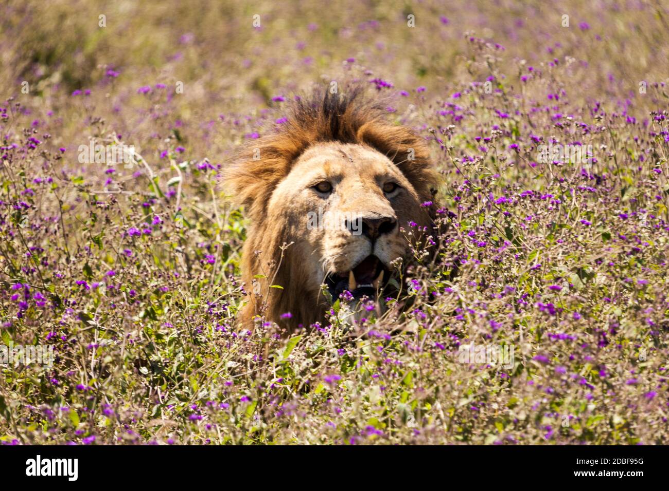 Almost stepped on them Stock Photo - Alamy