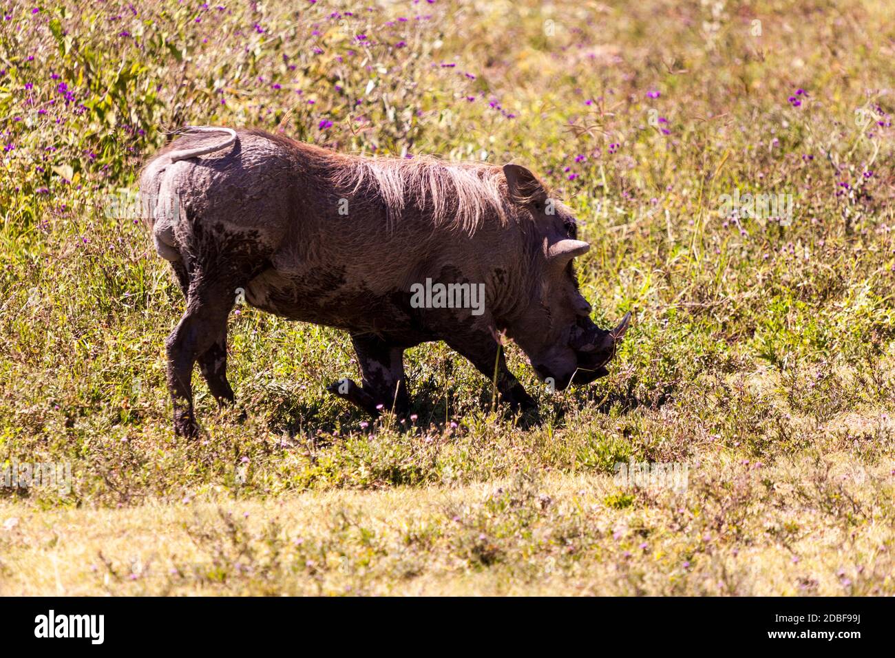 Pumba hi-res stock photography and images - Alamy