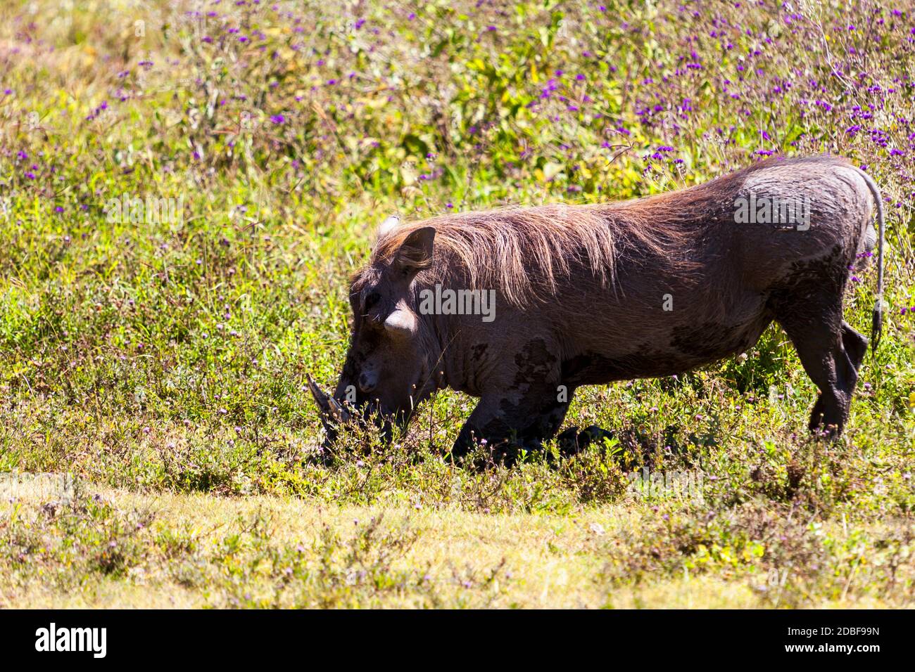 Pumba hi-res stock photography and images - Alamy