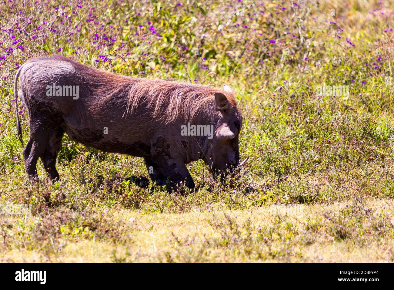 Big teeth brown hair hi-res stock photography and images - Alamy