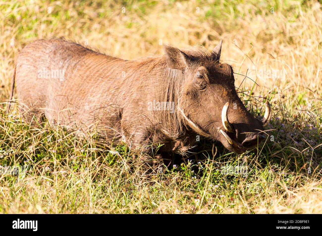Serengeti warthogs hi-res stock photography and images - Alamy