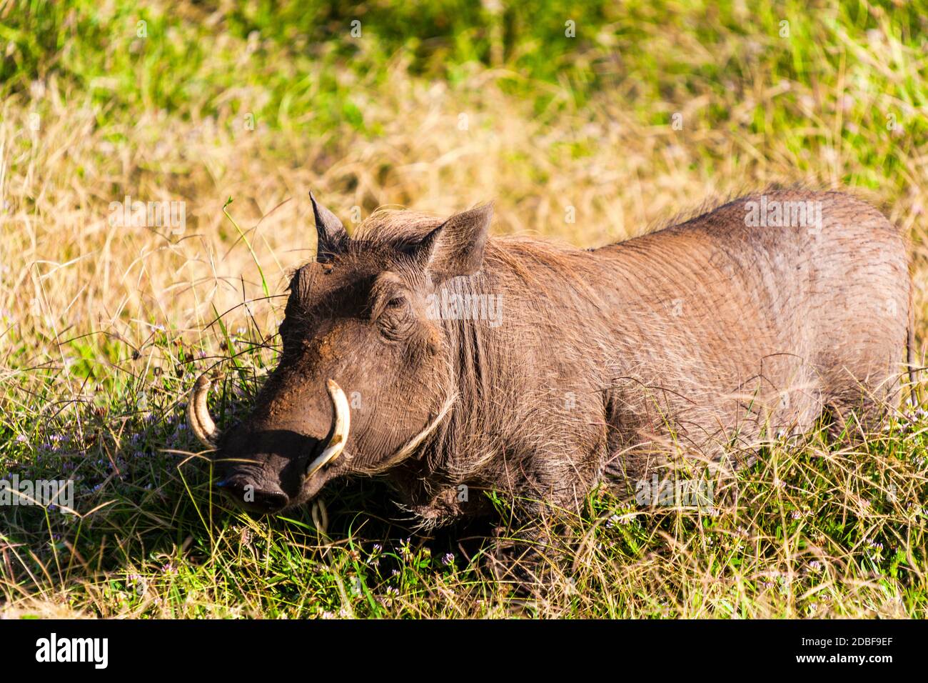 Pumba hi-res stock photography and images - Alamy