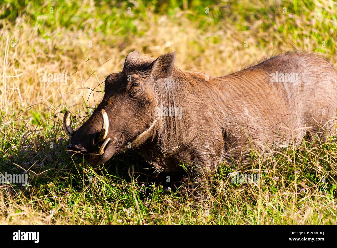 Pumba game reserve hi-res stock photography and images - Alamy