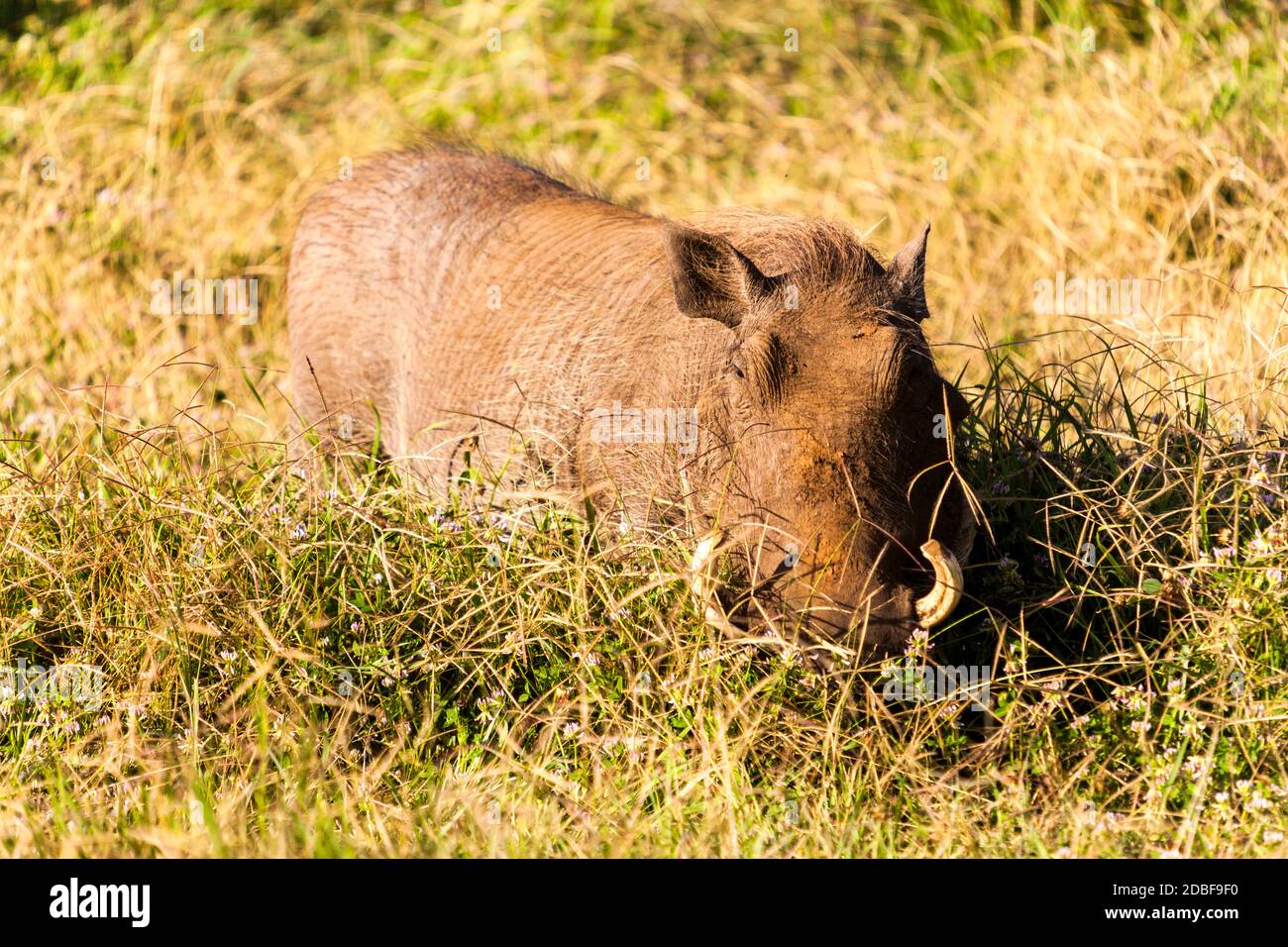 Pumba hi-res stock photography and images - Alamy