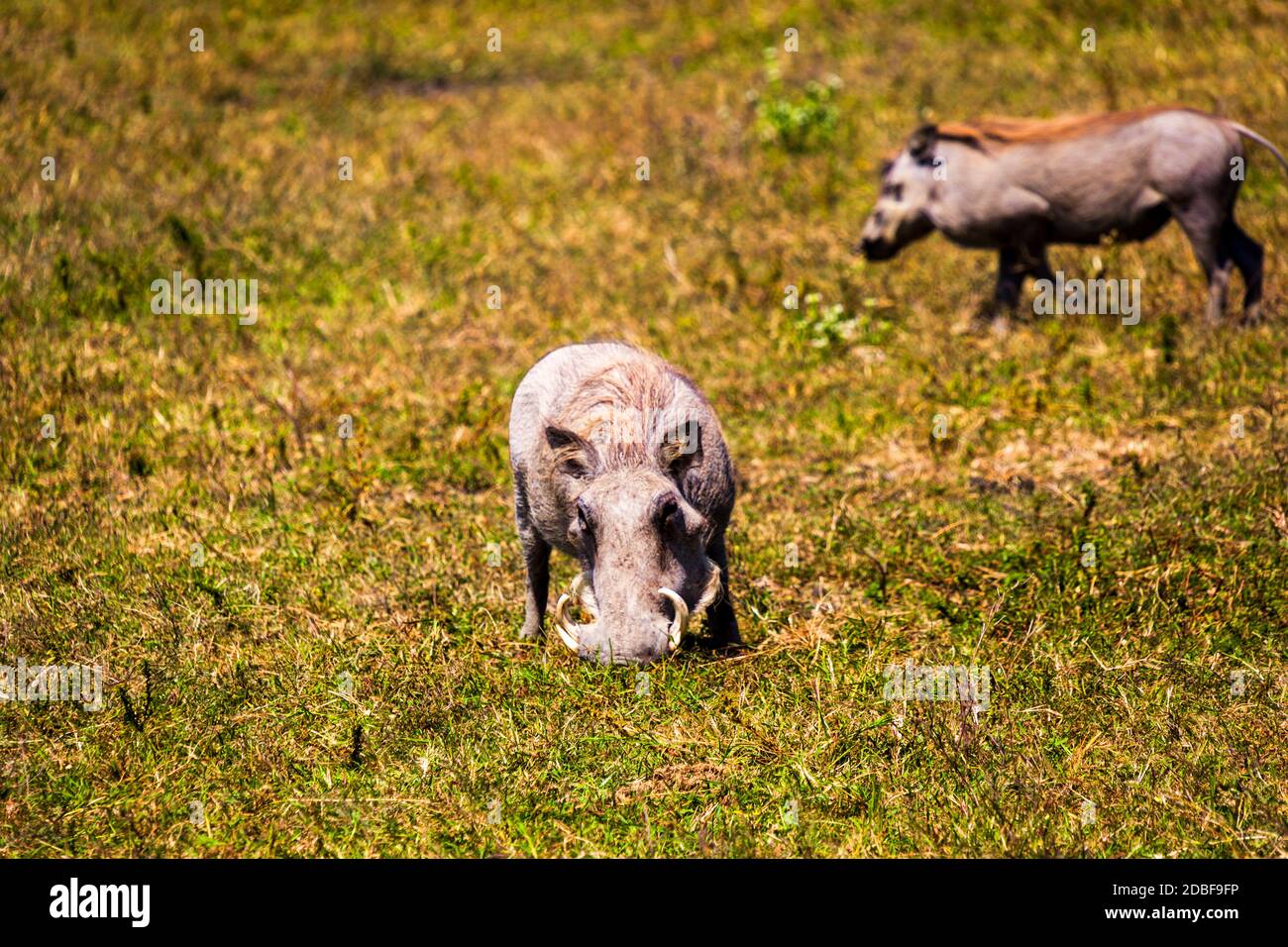 Safari wilderness hi-res stock photography and images - Alamy