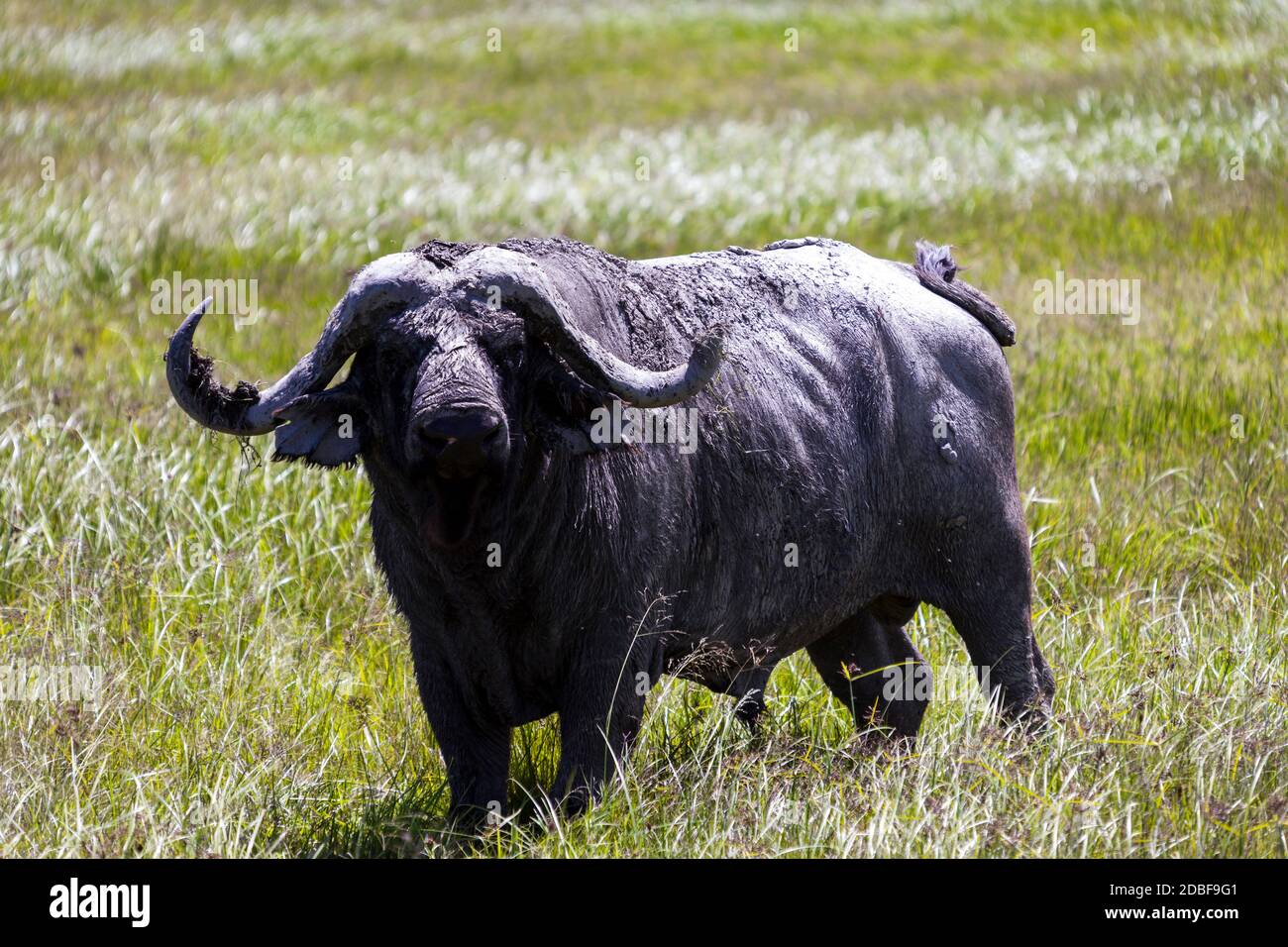 Buff horn hi-res stock photography and images - Alamy