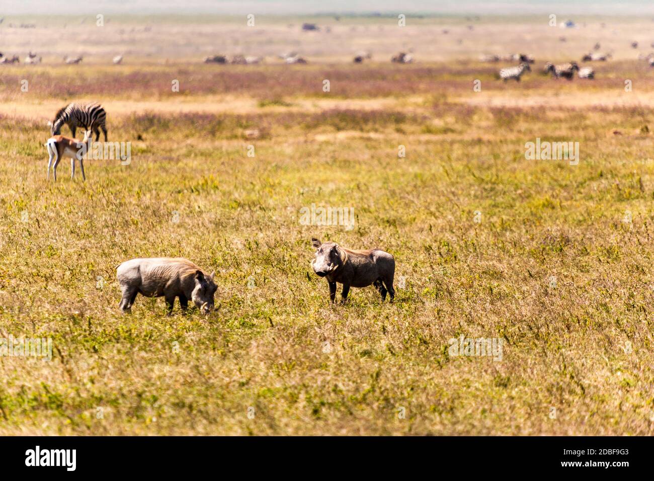 Safari wilderness hi-res stock photography and images - Alamy