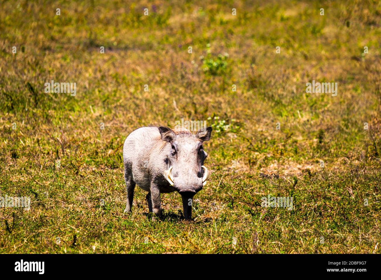Safari wilderness hi-res stock photography and images - Alamy