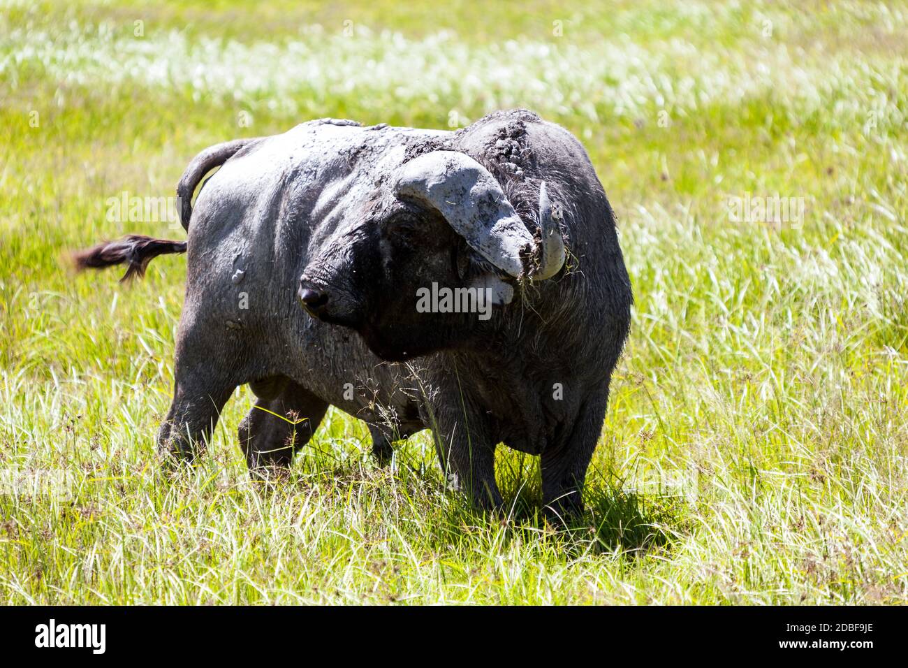 Buff horn hi-res stock photography and images - Alamy