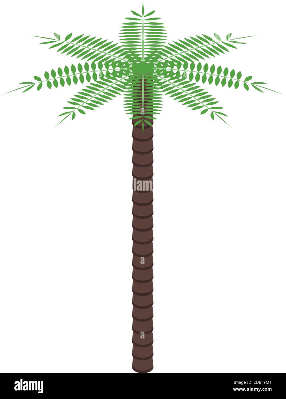 Palm tree icon. Isometric of palm tree vector icon for web design ...