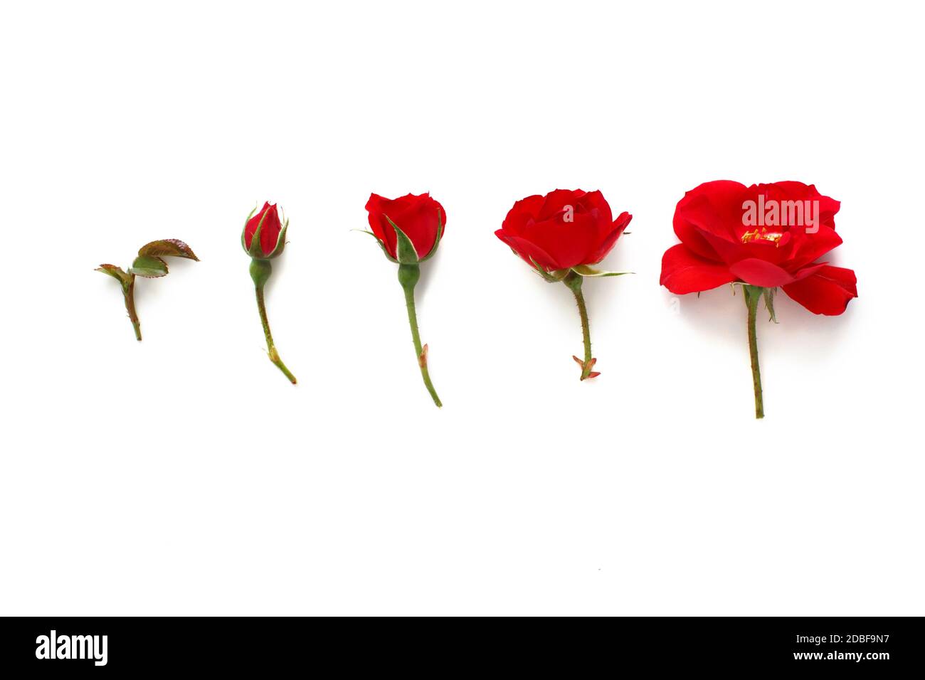 Red Roses of different size isolated on white top view Stock Photo - Alamy
