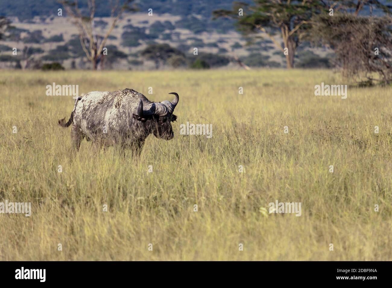 African buffalo hunting trophy hi-res stock photography and images - Alamy