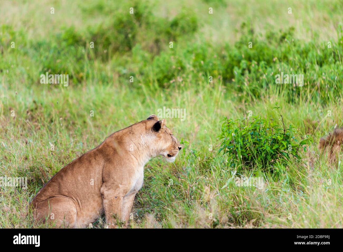 Lioness face looking intense hi-res stock photography and images - Alamy