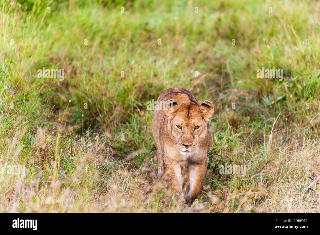 Lioness face looking intense hi-res stock photography and images - Alamy