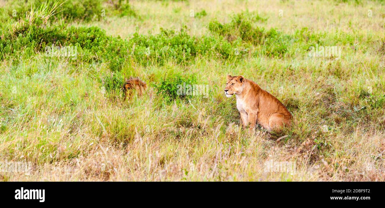 Lioness face looking intense hi-res stock photography and images - Alamy
