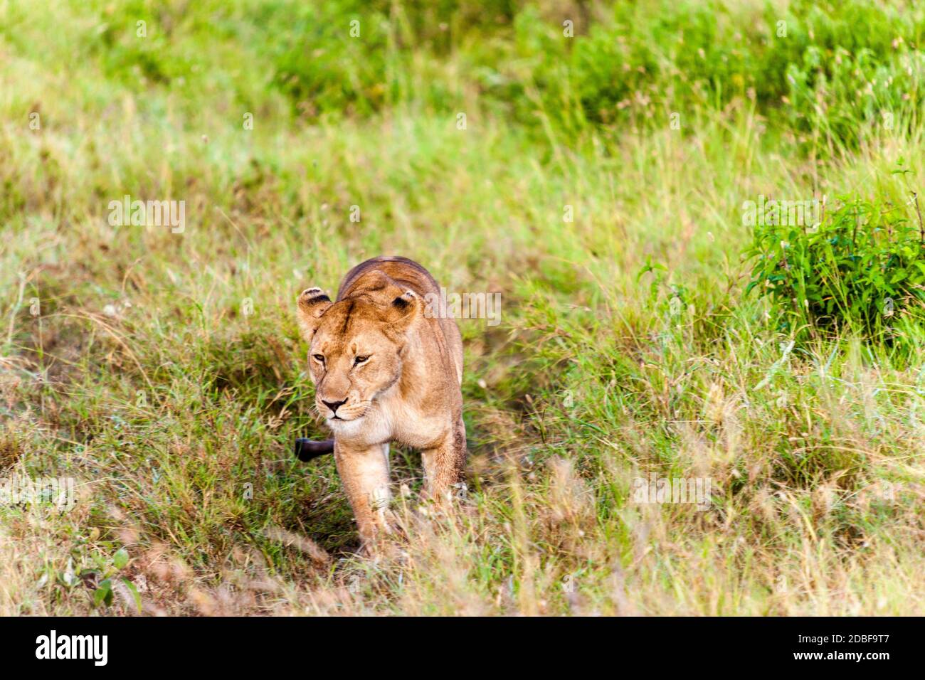 Female lioness standing hi-res stock photography and images - Alamy