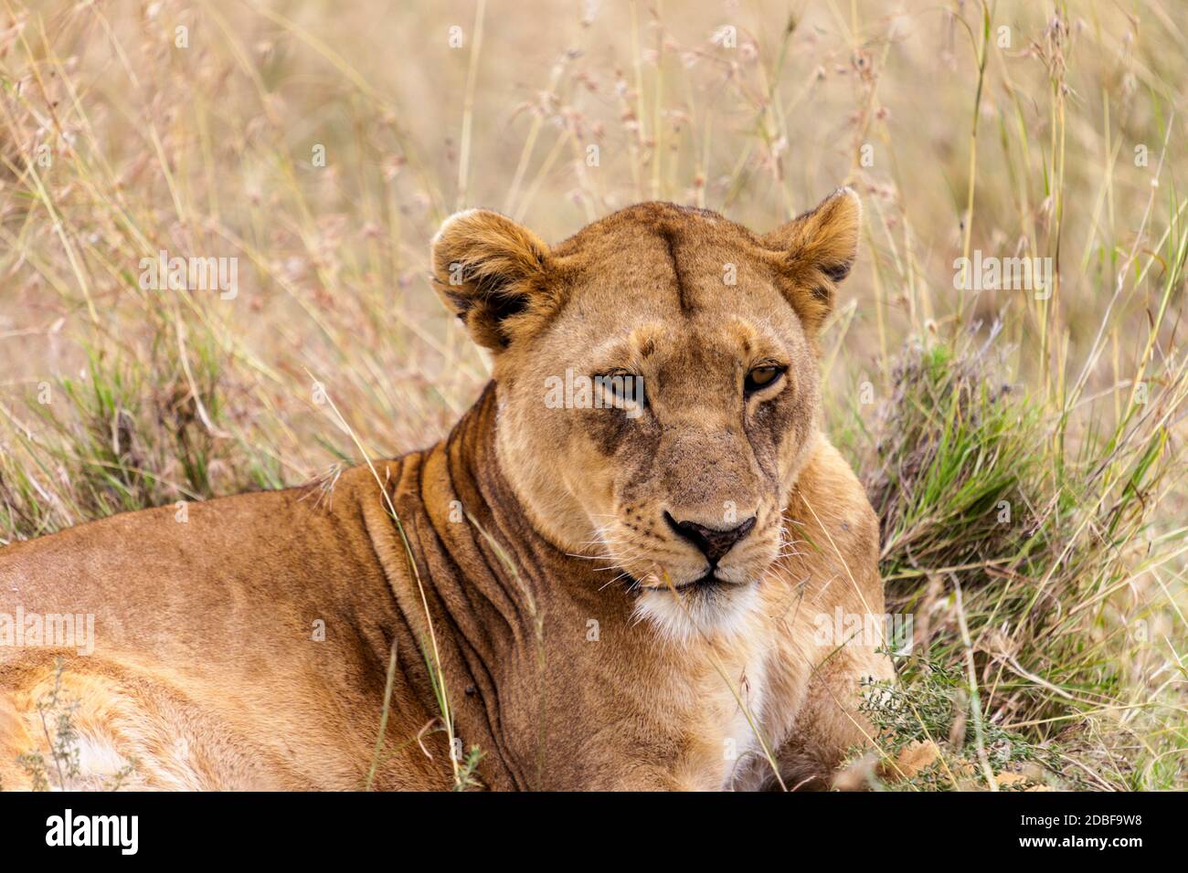 Lioness majestic standing hi-res stock photography and images - Alamy