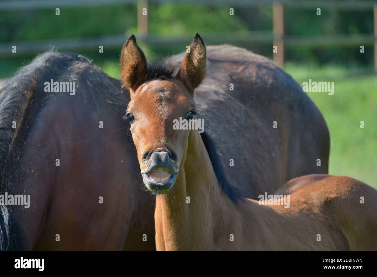 Portrait of a cute bay warmblood filly, flehming and curling its upper ...