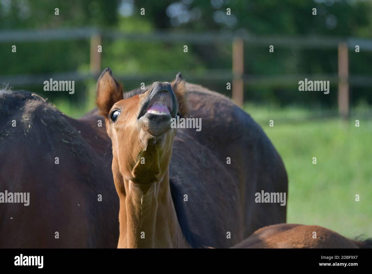 Portrait of a cute bay warmblood filly, flehming and curling its upper ...