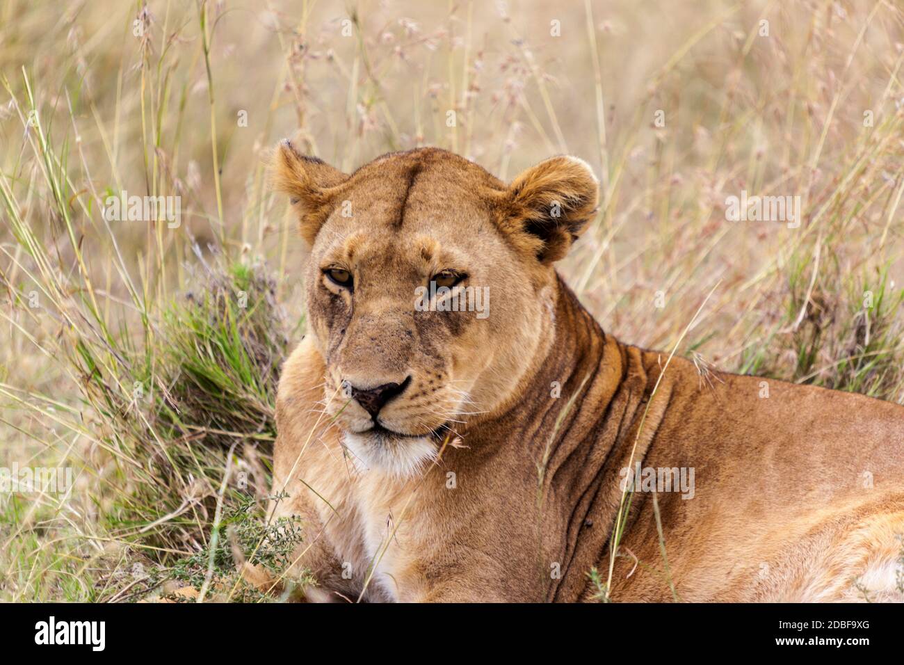 Africa savanna lion lioness sunset hi-res stock photography and images ...