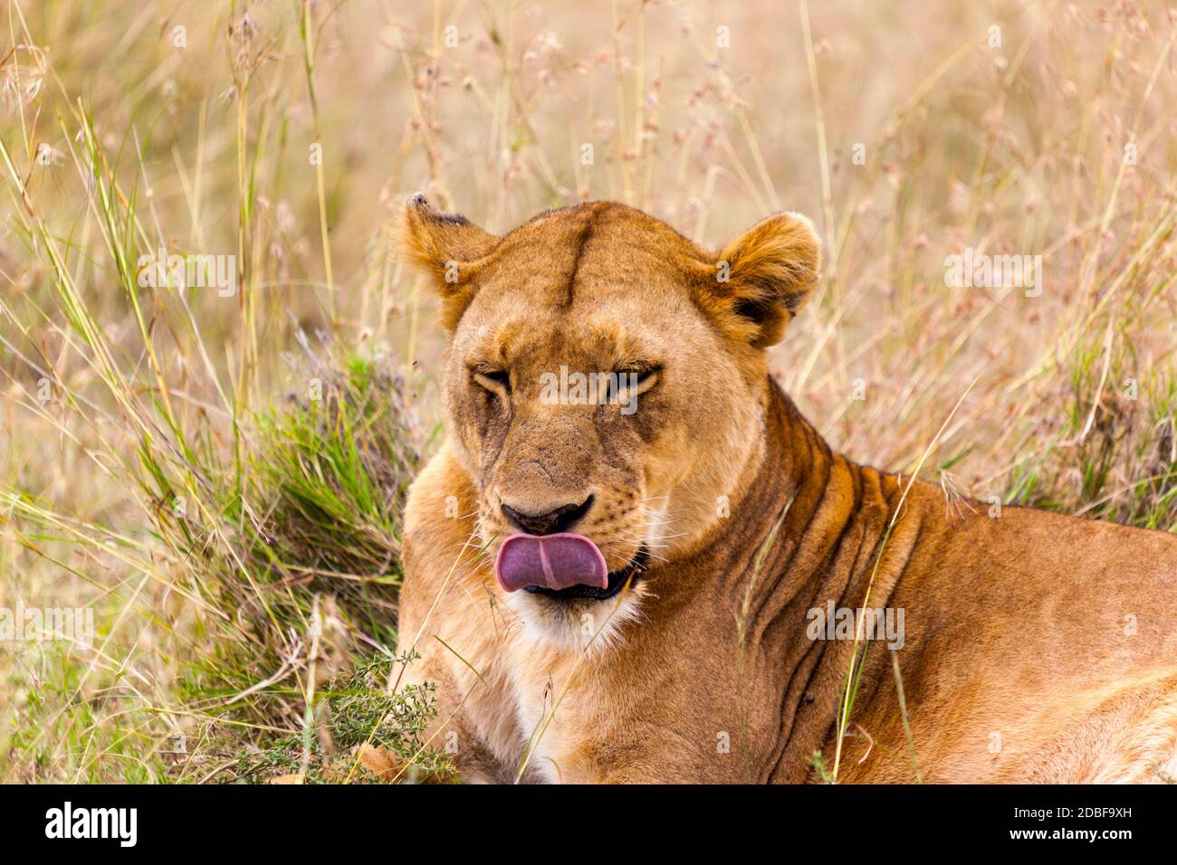 Female lioness hi-res stock photography and images - Alamy